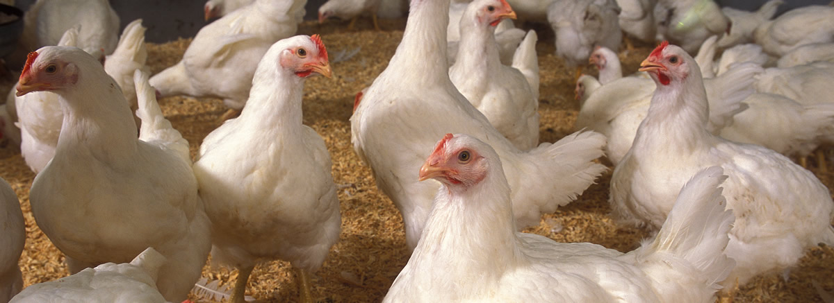 Master Commercial Poultry Producer Program | Master Commercial Poultry ...